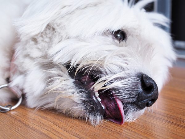Benadryl Overdose In Dogs: Our Vet Discussed 5 Signs & What To Do Next ...
