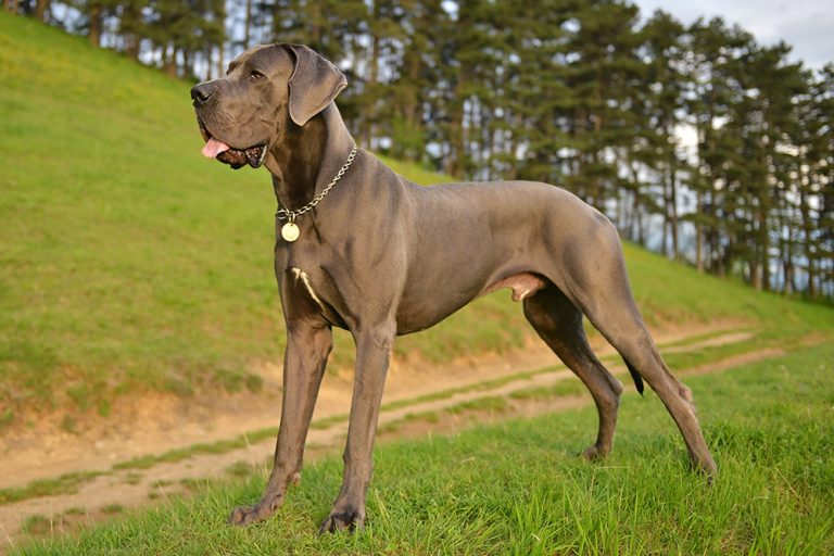 How Strong is a Great Dane's Bite Force? Vet-Verified Facts & PSI ...