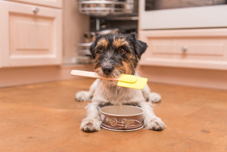 100+ Food Names for Dogs: Scrumptious Options for Your Pup – Dogster