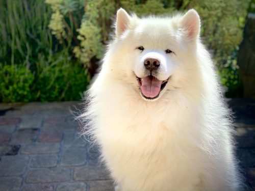 10 White Dog Breeds: Big, Small & Fluffy (With Info & Pictures) – Dogster