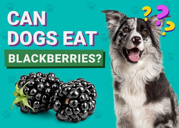Can Dogs Eat Blackberries? Vet-Approved Facts & FAQ – Dogster