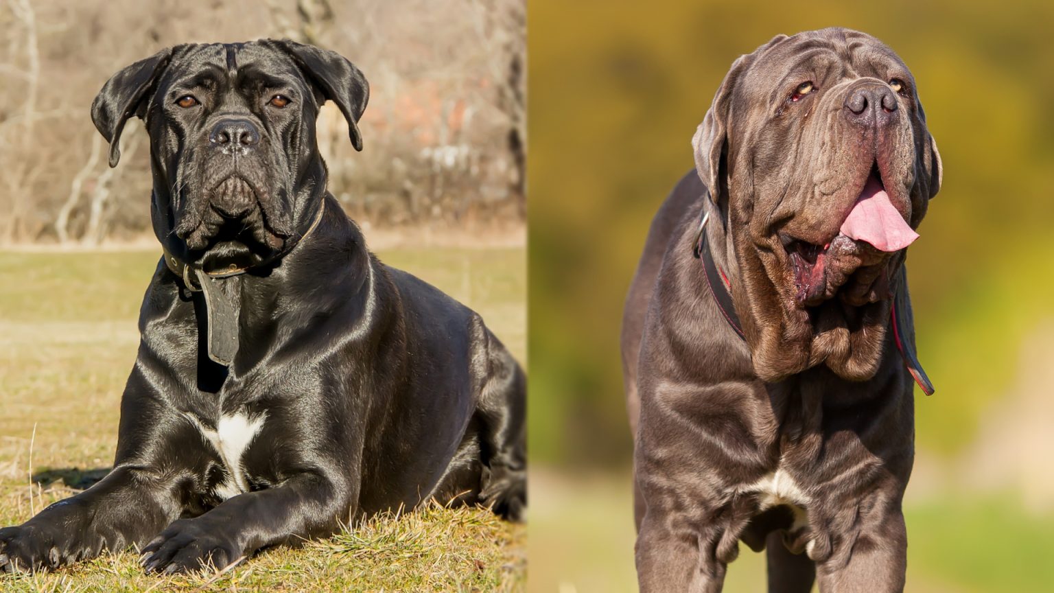 Cane Corso Neapolitan Mastiff Mixed Dog Breed: Info, Pictures, Care ...