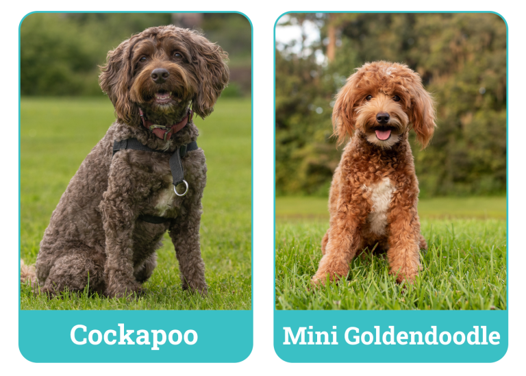 Cockapoo vs Mini Goldendoodle: The Differences (With Pictures) – Dogster