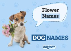 130+ Flower Names for Dogs: Beautiful & Unique Names – Dogster
