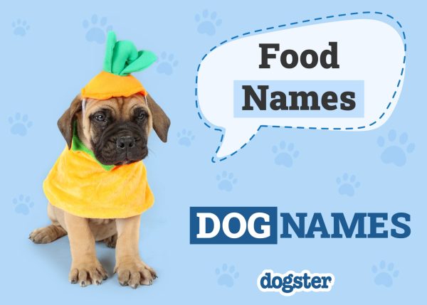 100+ Food Names for Dogs: Scrumptious Options for Your Pup – Dogster