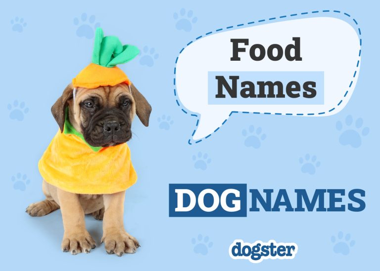 100+ Food Names for Dogs: Scrumptious Options for Your Pup – Dogster