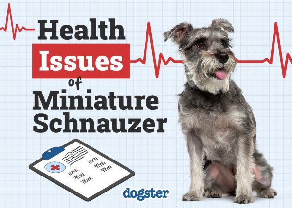 7 Common Miniature Schnauzer Health Problems: Vet-Verified Causes ...