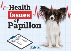 5 Common Papillon Health Issues: Our Vet Discusses – Dogster