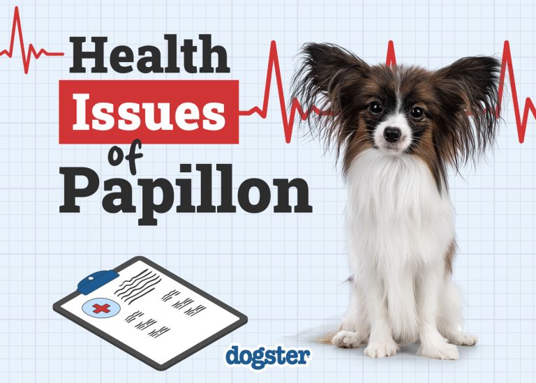 5 Common Papillon Health Issues: Our Vet Discusses – Dogster
