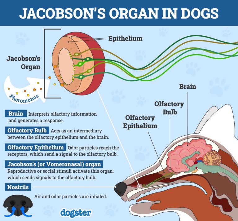 What Is the Jacobson's Organ (Vomeronasal Organ) In Dogs? Anatomy and ...