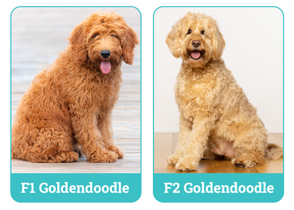 F1 vs. F2 Goldendoodle: The Differences (With Pictures) – Dogster