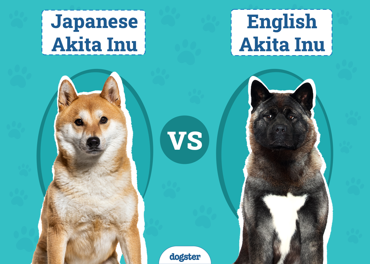 Japanese Akita Inu vs American Akita: Vet-Verified Differences (With ...