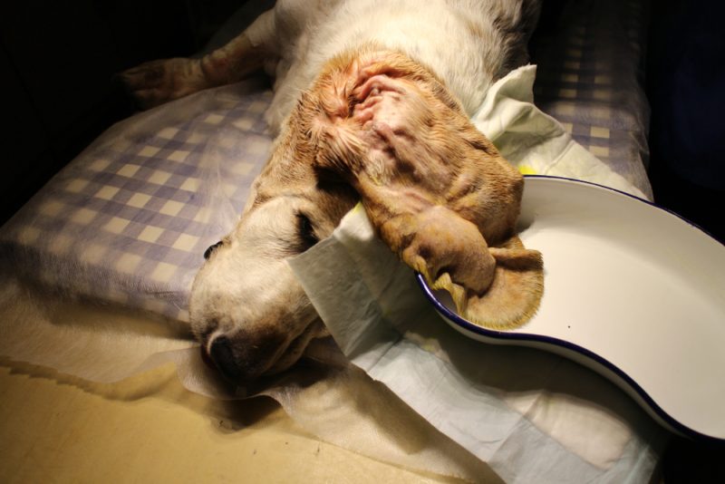 Dog Ear Hematoma: Causes, Signs & Treatments (Vet Answer) – Dogster