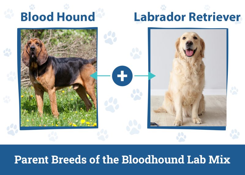Bloodhound Lab Mix: Info, Pictures, Care & More – Dogster