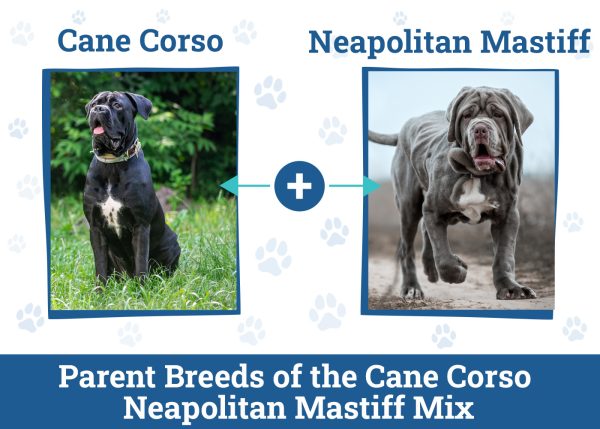 Cane Corso Neapolitan Mastiff Mixed Dog Breed: Info, Pictures, Care ...