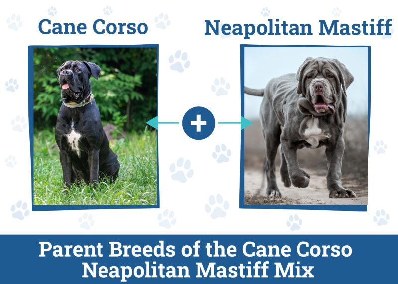 Cane Corso Neapolitan Mastiff Mixed Dog Breed: Info, Pictures, Care ...