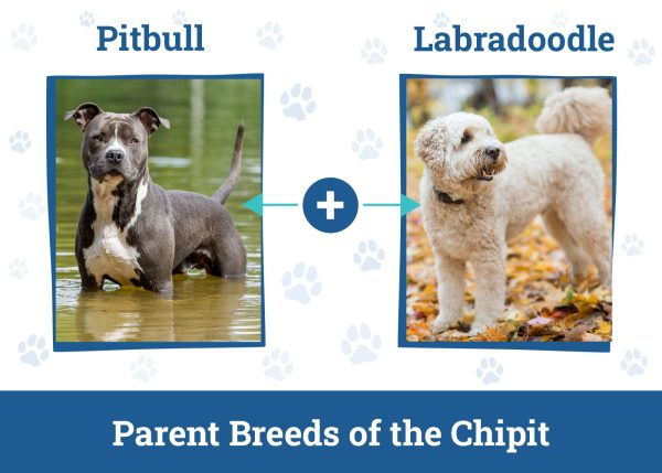 Pitbull Labradoodle Mixed Dog Breed: Info, Pictures, Care & More – Dogster