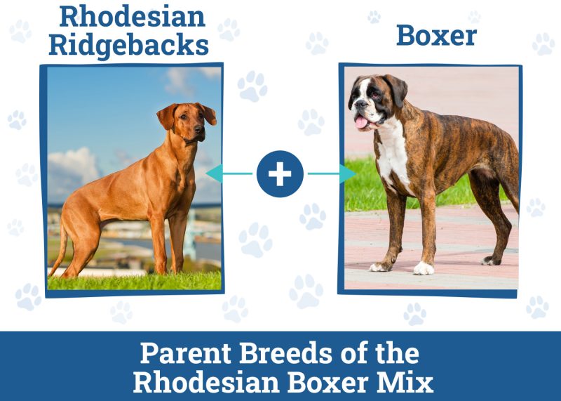 Rhodesian Boxer Mixed Dog Breed: Info, Pictures, Care & More – Dogster