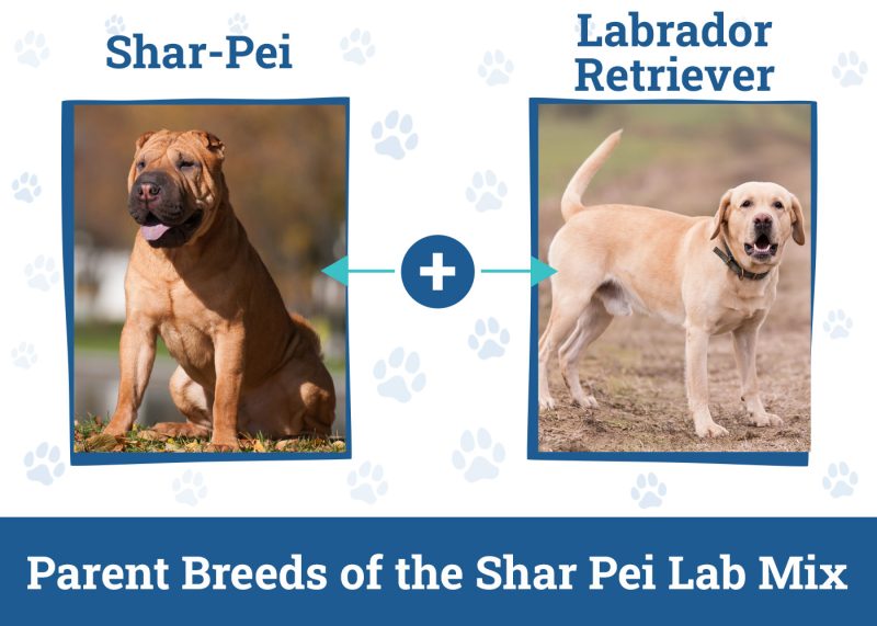 Shar Pei Lab Mix: Info, Pictures, Care & Traits – Dogster
