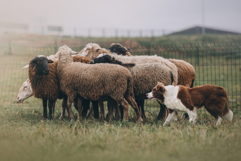 Top 13 Cattle Dog Breeds: Info & Descriptions (With Pictures) – Dogster