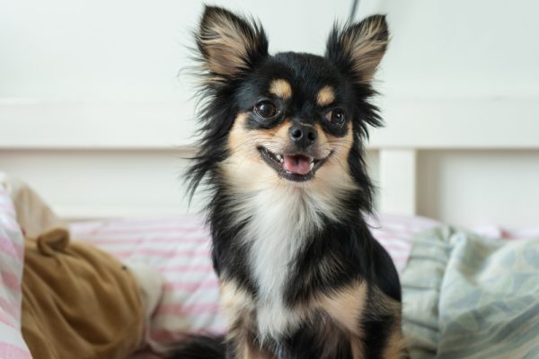 10 Dog Breeds That Don’t Drool (With Info & Pictures) – Dogster