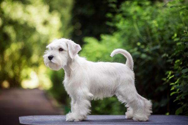 10 Beautiful Miniature Schnauzer Colors (With Info & Pictures) – Dogster