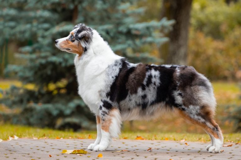 14 Amazing Sheltie Colors (With Pictures) – Dogster