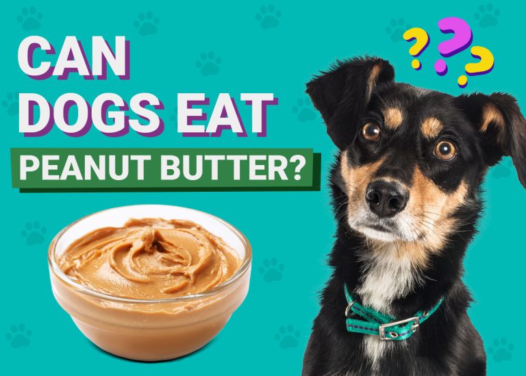 Can Dogs Eat Peanut Butter? Is It Good for Them? Vet-Reviewed Health ...