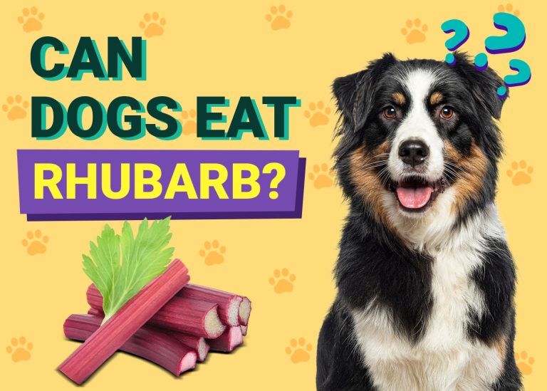 Can Dogs Eat Rhubarb? Vet-Verified Nutrition Facts & FAQ – Dogster