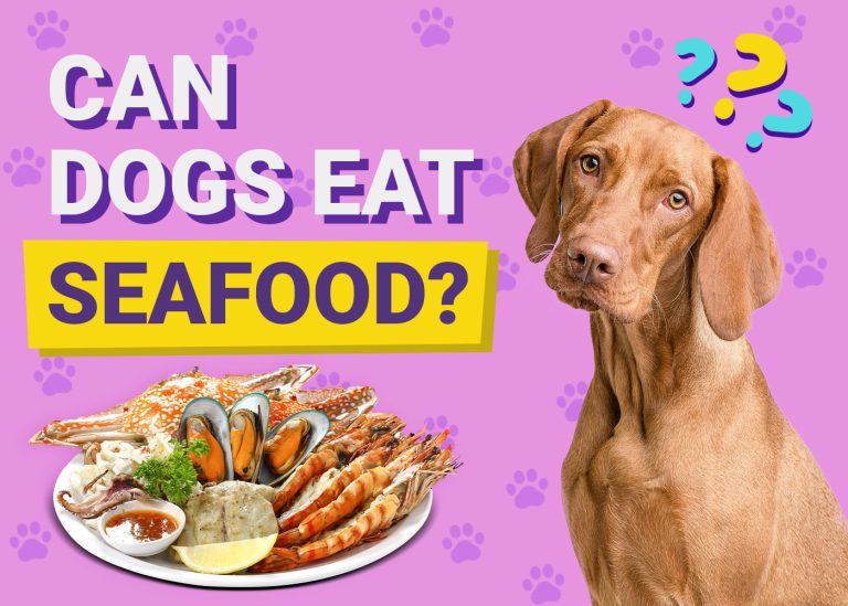 Can Dogs Eat Seafood? Vet-Reviewed Health Facts, Benefits & Risks – Dogster