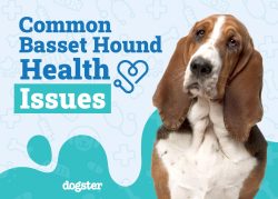 11 Common Health Problems in Basset Hounds to Be Aware Of – Dogster