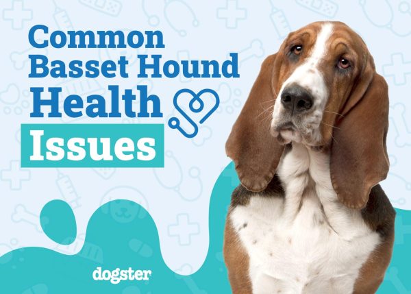 11 Common Health Problems in Basset Hounds to Be Aware Of – Dogster