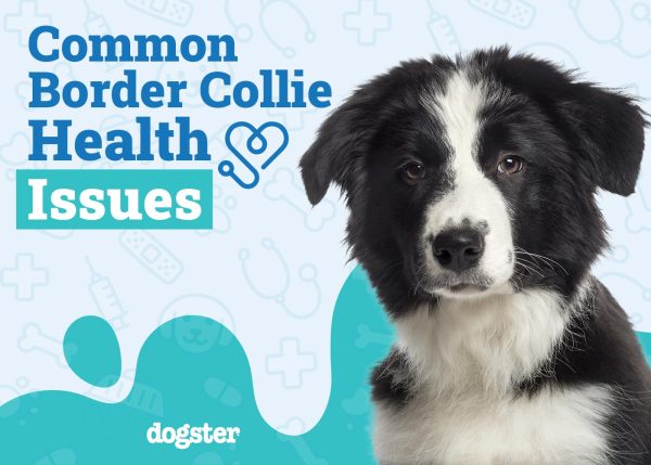 10 Common Health Problems in Border Collies You Should Know – Dogster