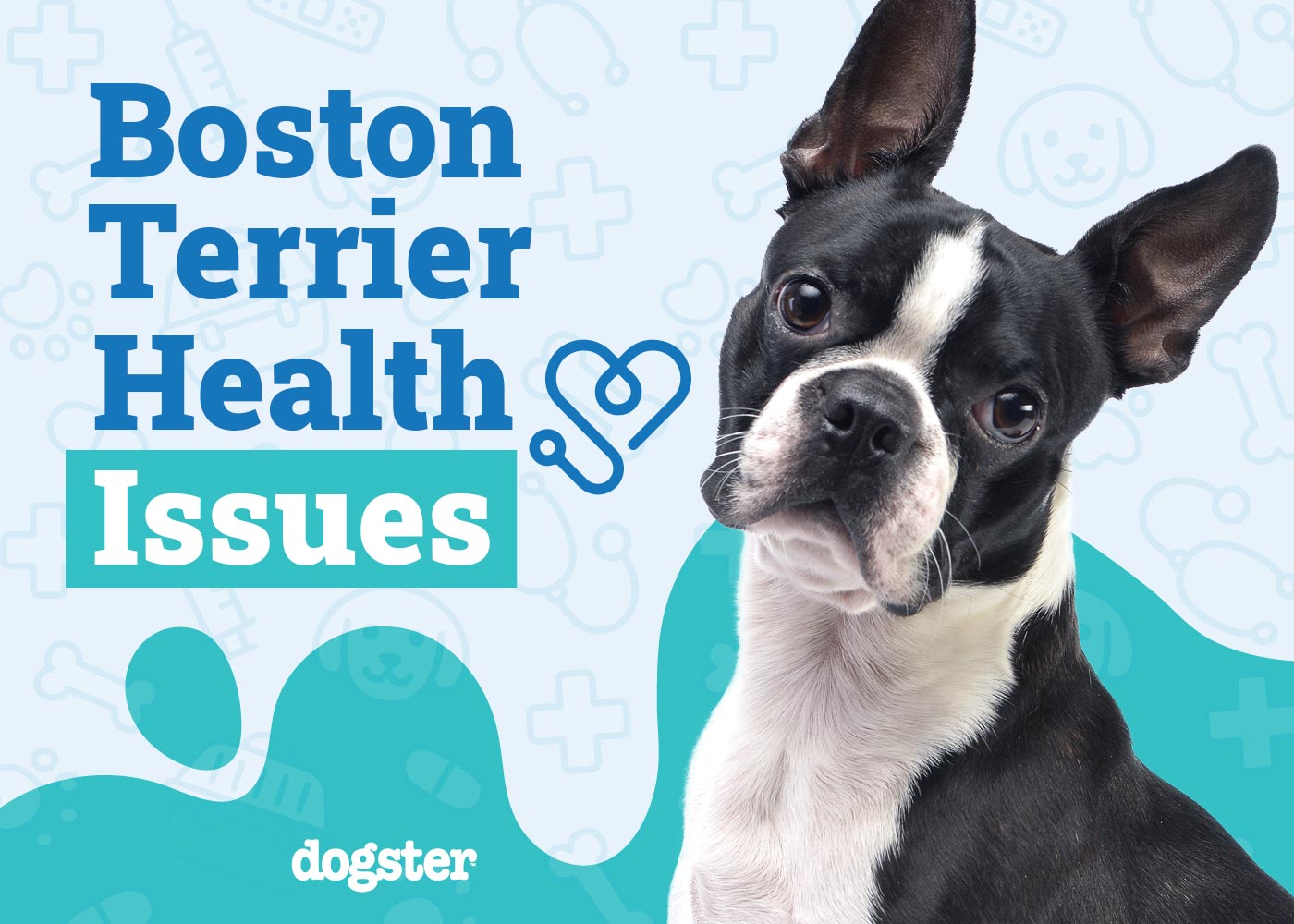 13 Boston Terrier Health Issues to Look Out For (Vet Answer) – Dogster
