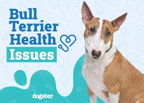 7 Bull Terrier Health Issues to Look Out For (Vet Answer) – Dogster