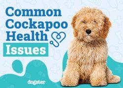7 Cockapoo Health Issues to Look Out For – Dogster