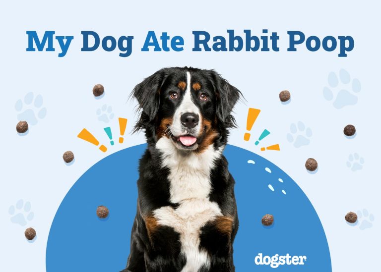 My Dog Ate Rabbit Poop! Should I Be Worried? (Our Vet Answers) – Dogster