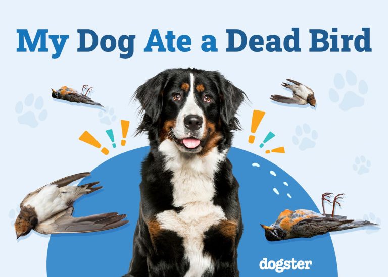 My Dog Ate a Dead Bird: Should I Be Worried? Our Vet Answers – Dogster