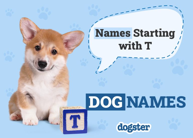 300+ Dog Names Starting With T for Your Terrific Pup – Dogster