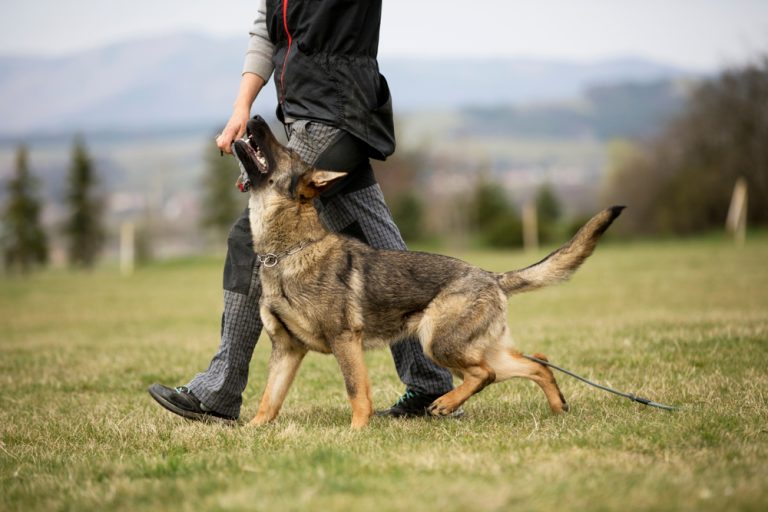 How to Train a German Shepherd: Expert Tips & Tricks (Vet-Approved ...