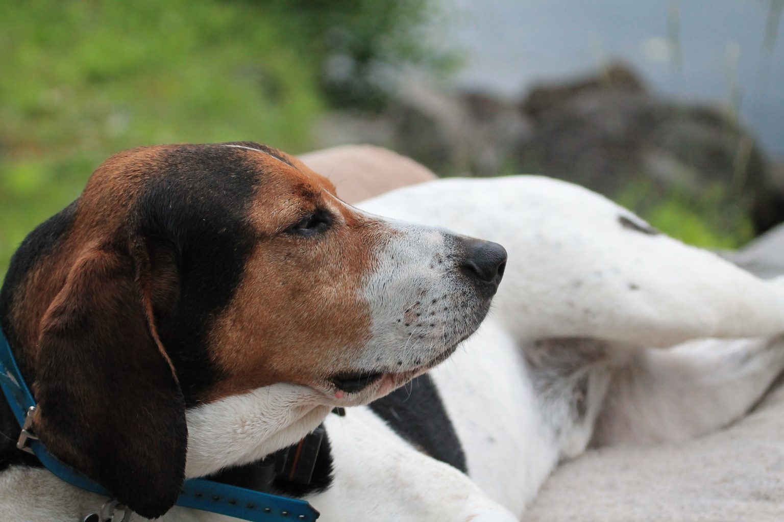 7 Norwegian Dog Breeds: Info, Pictures, Origin & History – Dogster