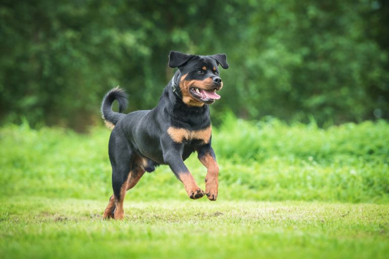 How to Groom a Rottweiler: 10 Expert Tips – Dogster