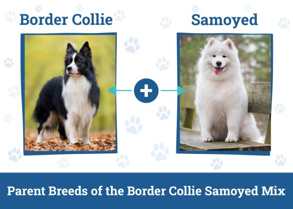 Border Collie Samoyed Mix: Info, Pictures, Care & More – Dogster