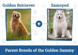Golden Sammy (Samoyed Golden Retriever Mix): Info, Pictures, Care ...