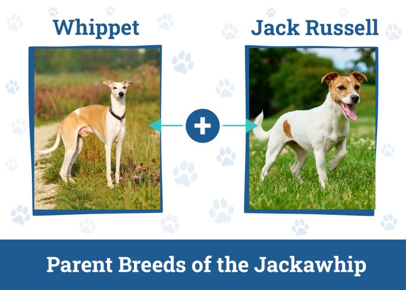 Jackawhip (Whippet Jack Russell Terrier Mix): Info, Pictures, Care ...