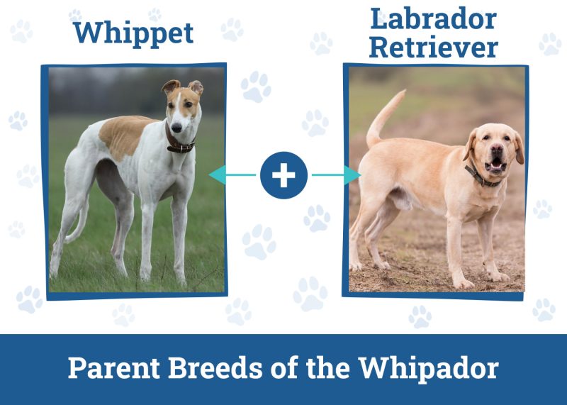 Whipador (Whippet & Lab Mix): Info, Pictures, Care Guide & More – Dogster