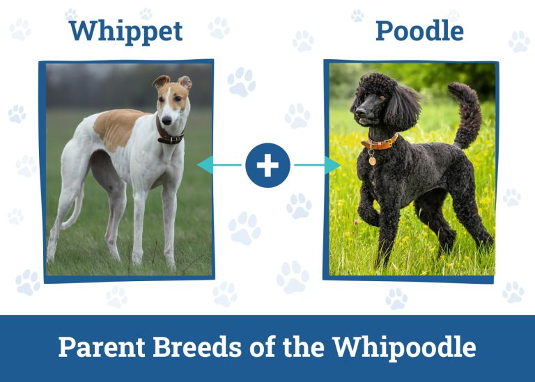 Whipoodle (Whippet Poodle Mix): Info, Pictures, Care Guide & More – Dogster