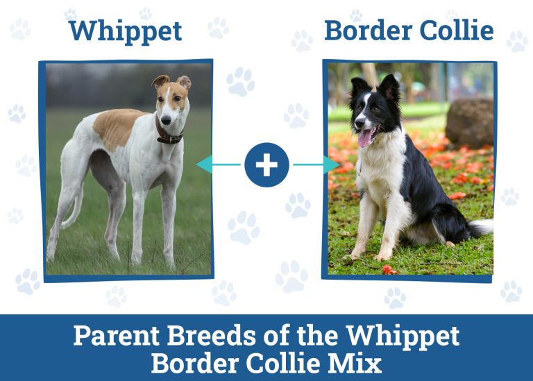 Whippet Border Collie Mix: Info, Pictures, Care Guide & More – Dogster
