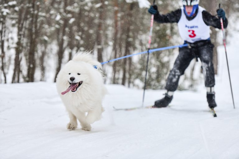 How to Train a Samoyed: 12 Vet-Reviewed Tips – Dogster