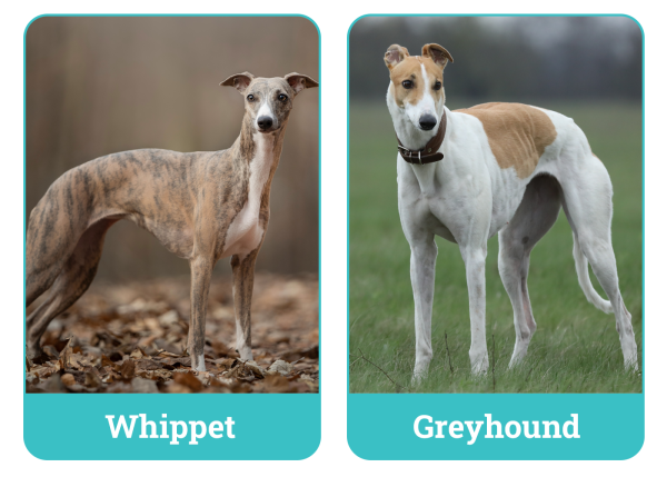 Whippet vs. Greyhound: The Differences (With Info & Pictures) – Dogster
